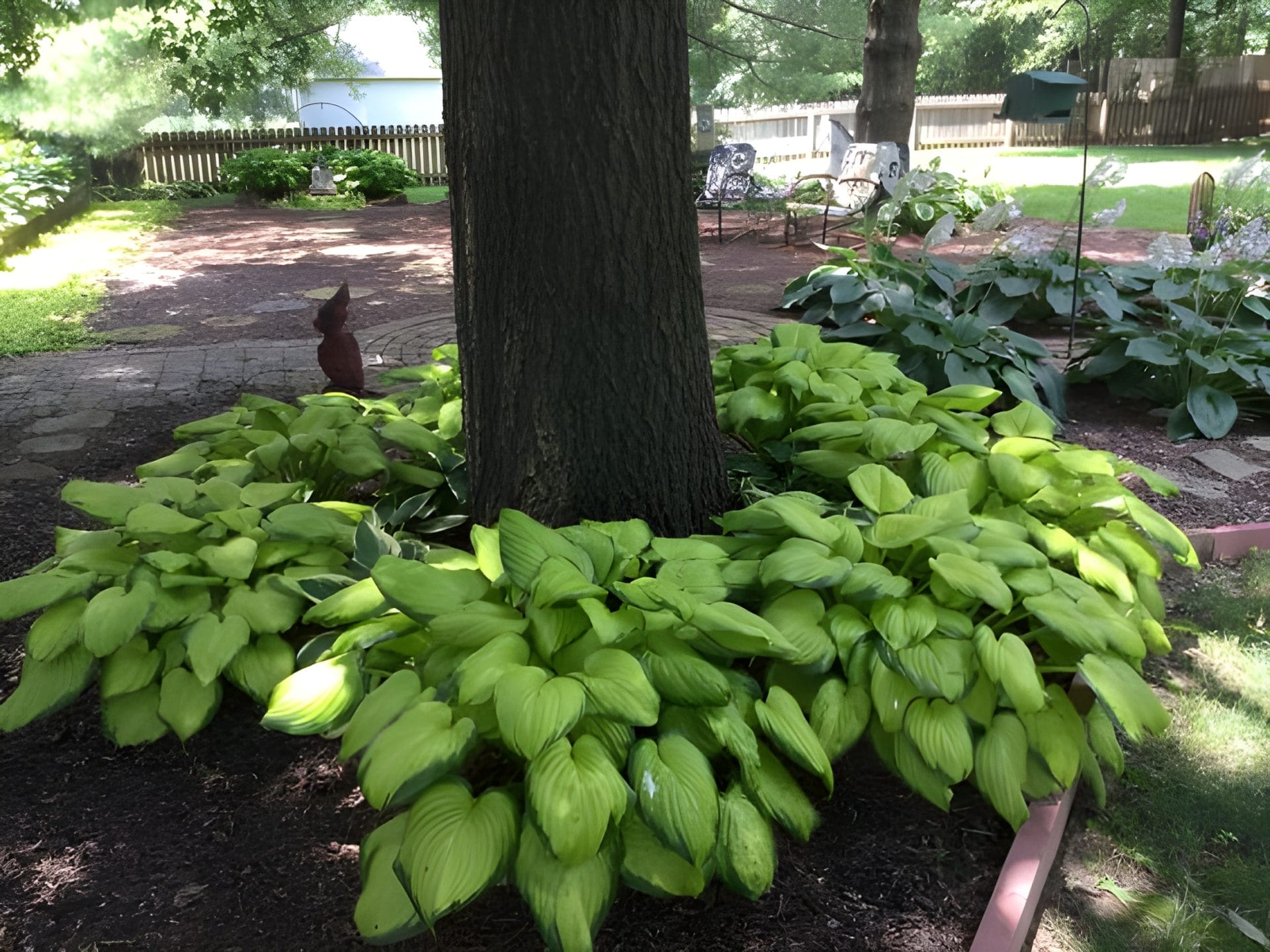 Hostas Around Trees Ideas and Pictures (Care & Tips) | Garden Bench Top