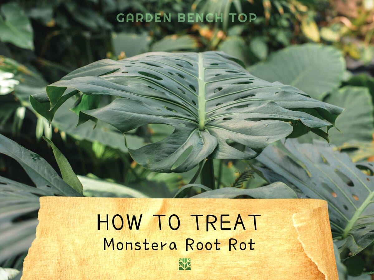 Do Gardenia Plants Like Coffee Grounds? (Tips for Fertilizing Gardenias)