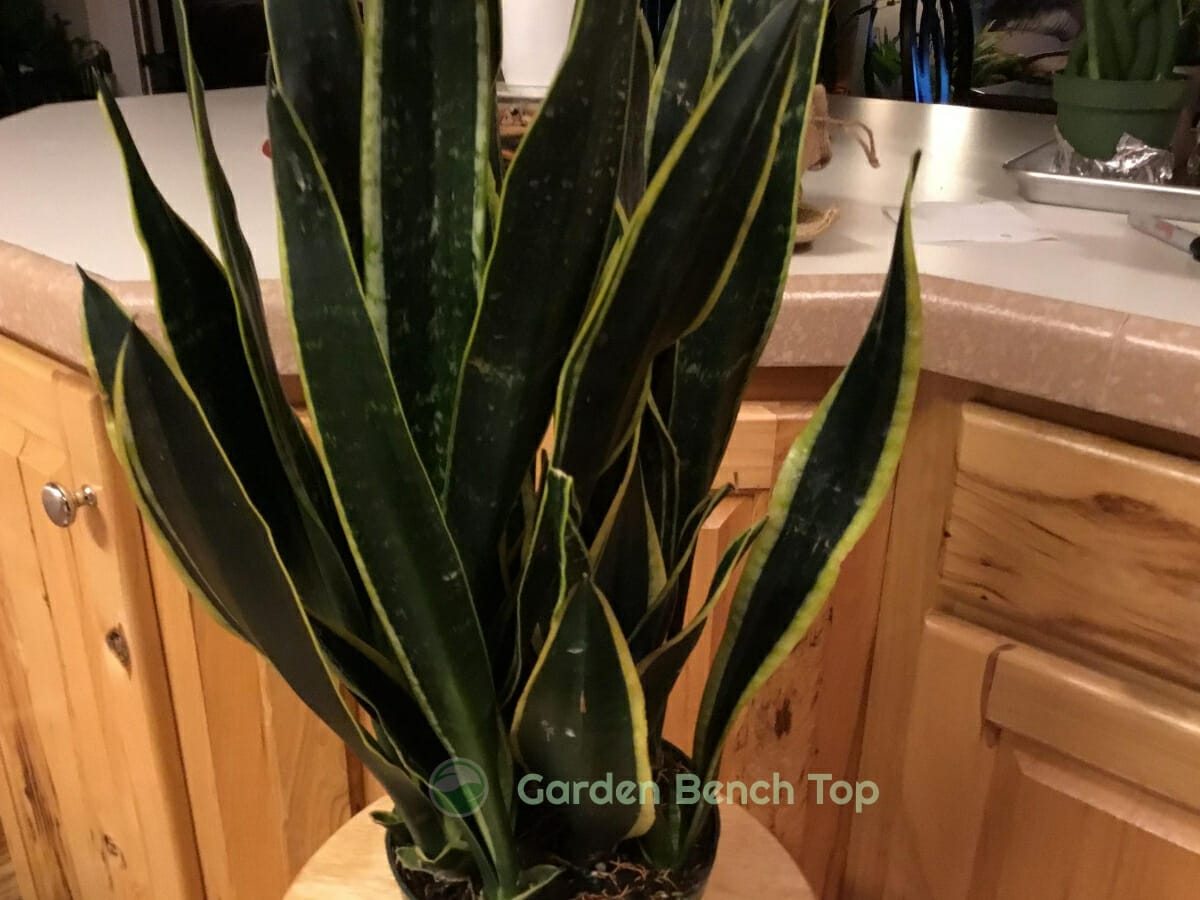 Sansevieria Black Limon Complete Care Guide (+ Propagation)