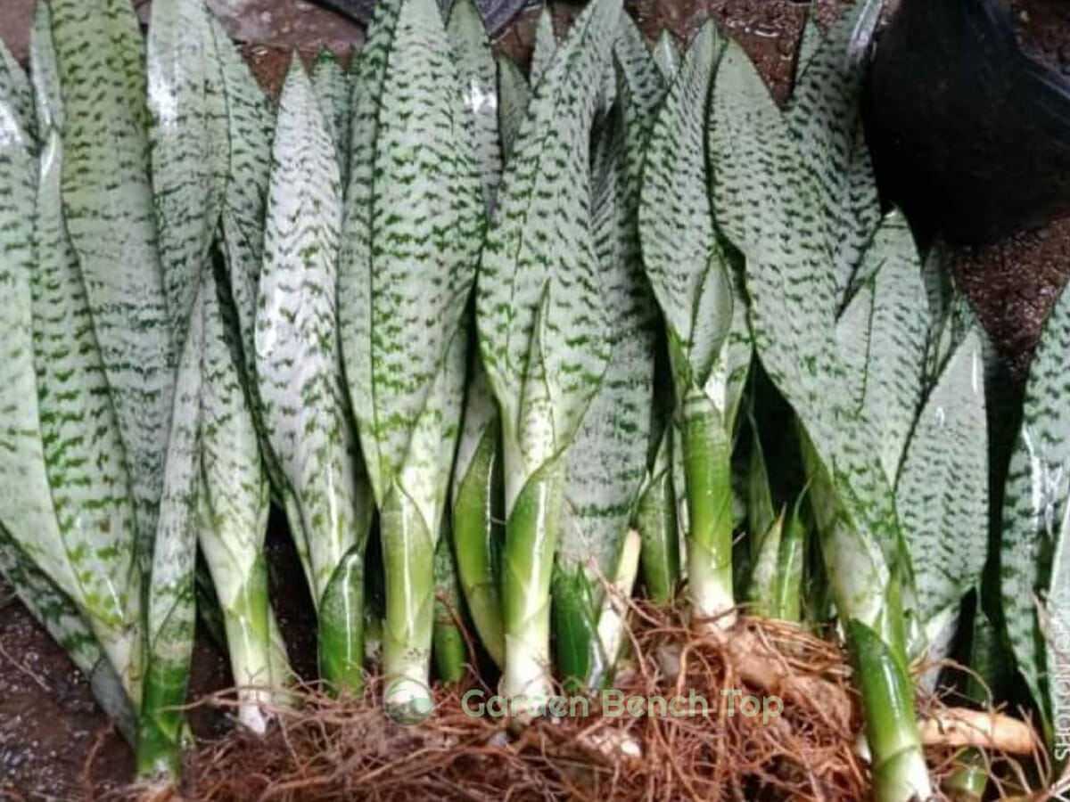 Sansevieria Silver Queen Care Guide (with Propagation Techniques)