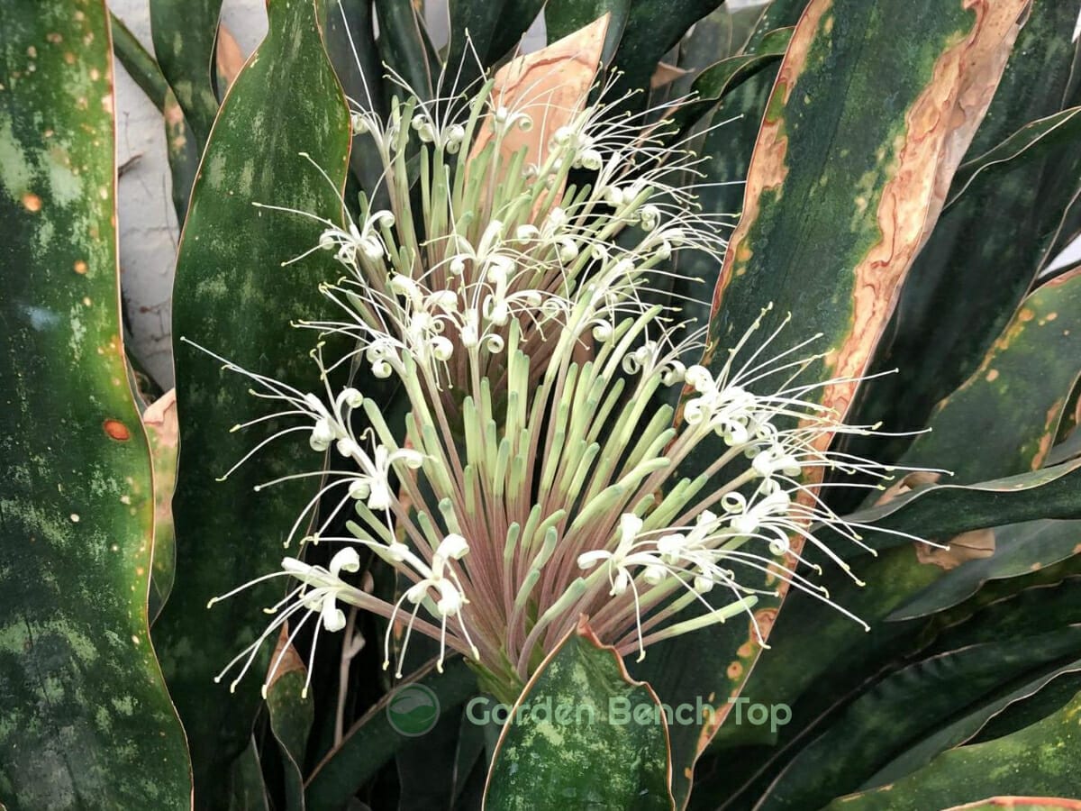 Sansevieria Kirkii Care Guide (with Propagation Techniques)