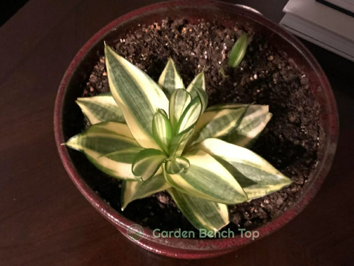 Sansevieria Golden Hahnii - Beginners Care Guide (with Pictures)