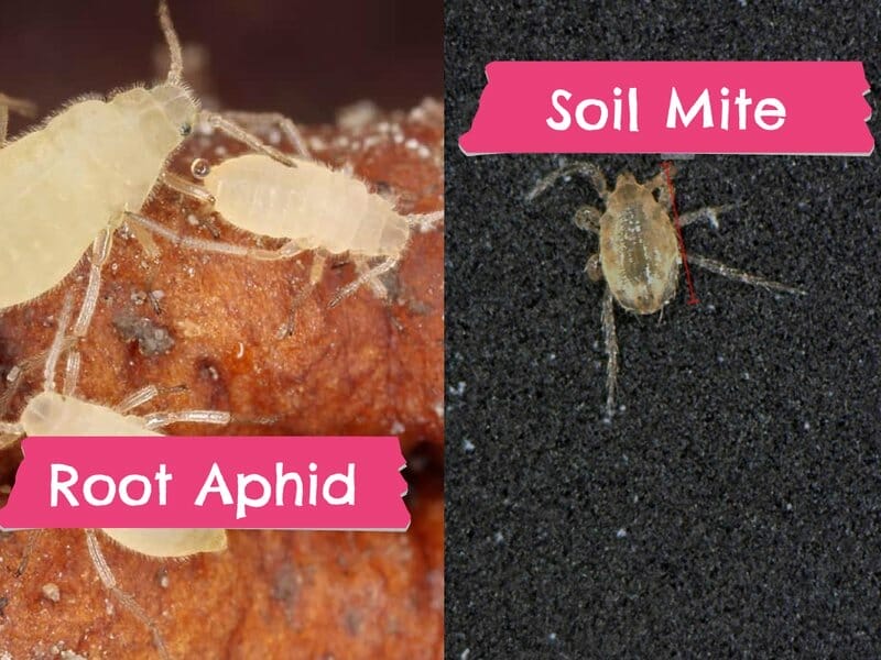 Do You Have Root Aphids or Soil Mites? (with Comparison Table) Do You Have Root Aphids or Soil Mites? (with Comparison Table)