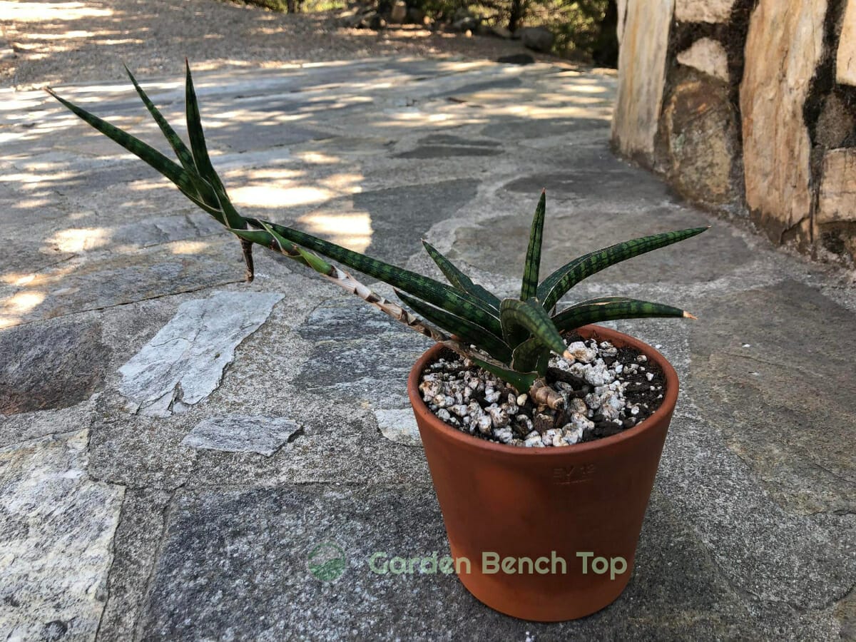 Sansevieria Ballyi Care Guide (with Propagation Methods)