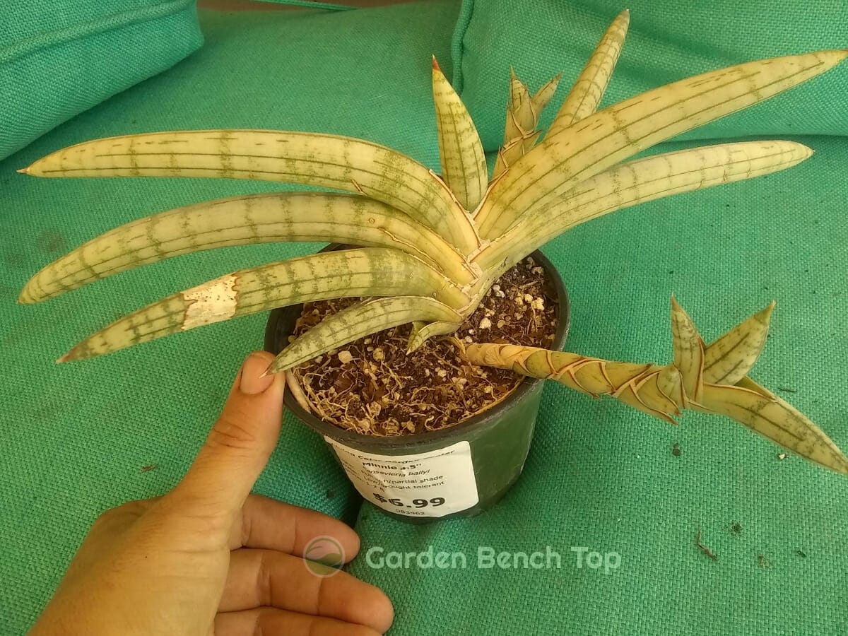 Sansevieria Ballyi Care Guide (with Propagation Methods)