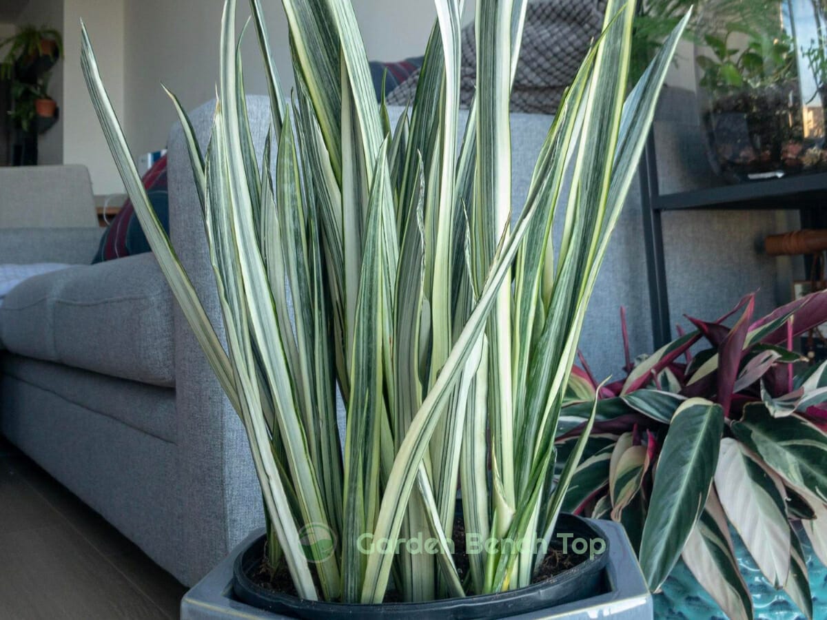 Sansevieria Bantels Sensation Care Guide (with Propagation Techniques)