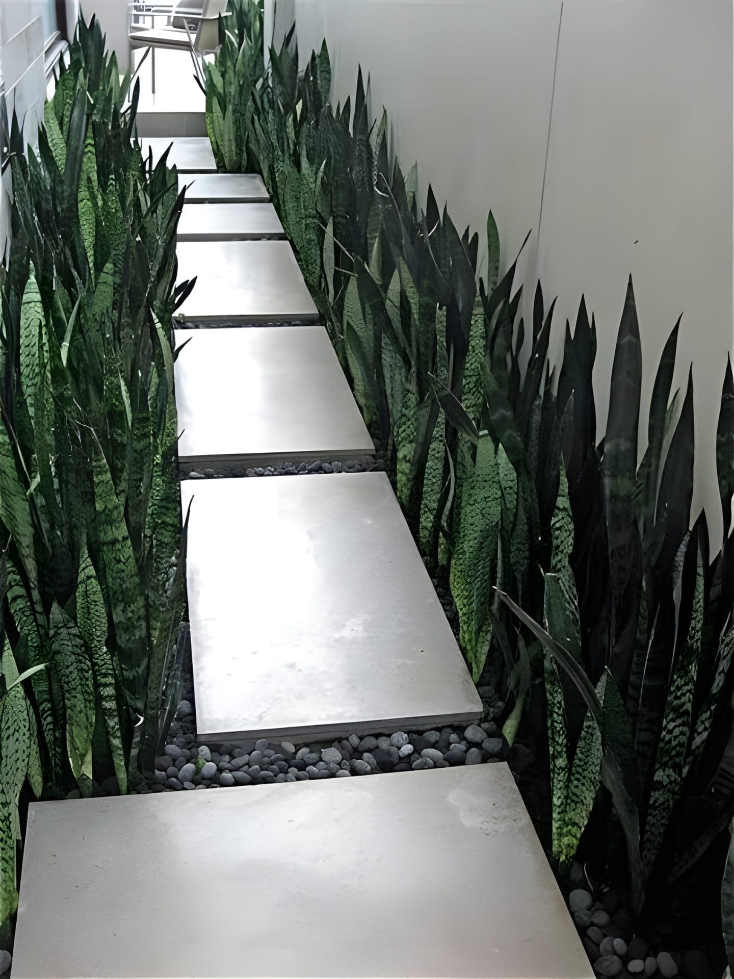 Our Favorite Snake Plant Landscaping Ideas (with Pictures)