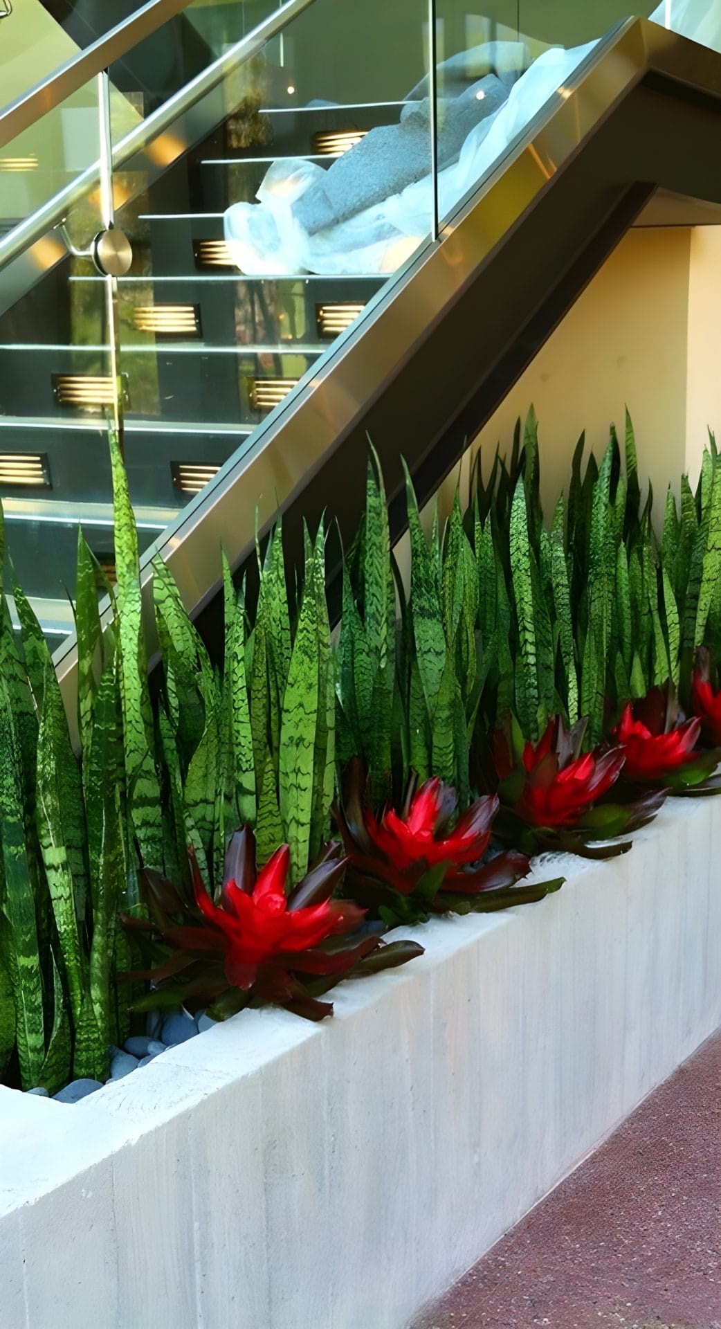 Our Favorite Snake Plant Landscaping Ideas (with Pictures)