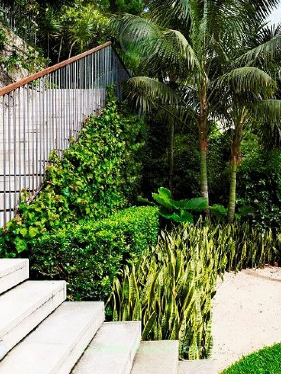 Our Favorite Snake Plant Landscaping Ideas (with Pictures)