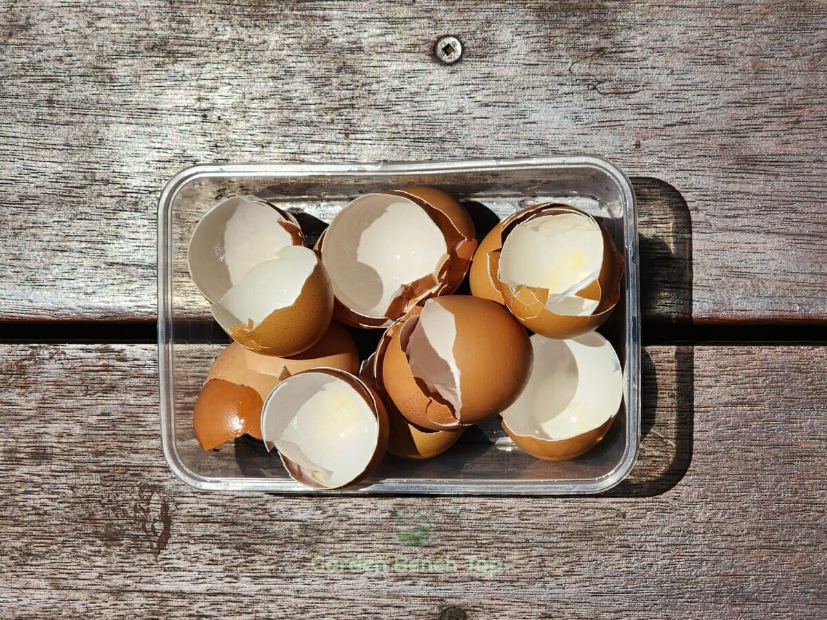 How to Grind Eggshells for Plants & the Garden (3 Easy Ways)