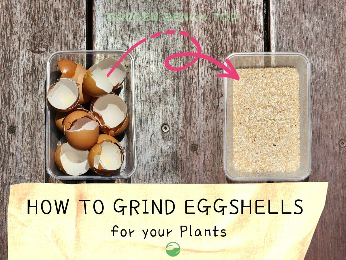 How to Grind Eggshells for Plants & the Garden (3 Easy Ways)