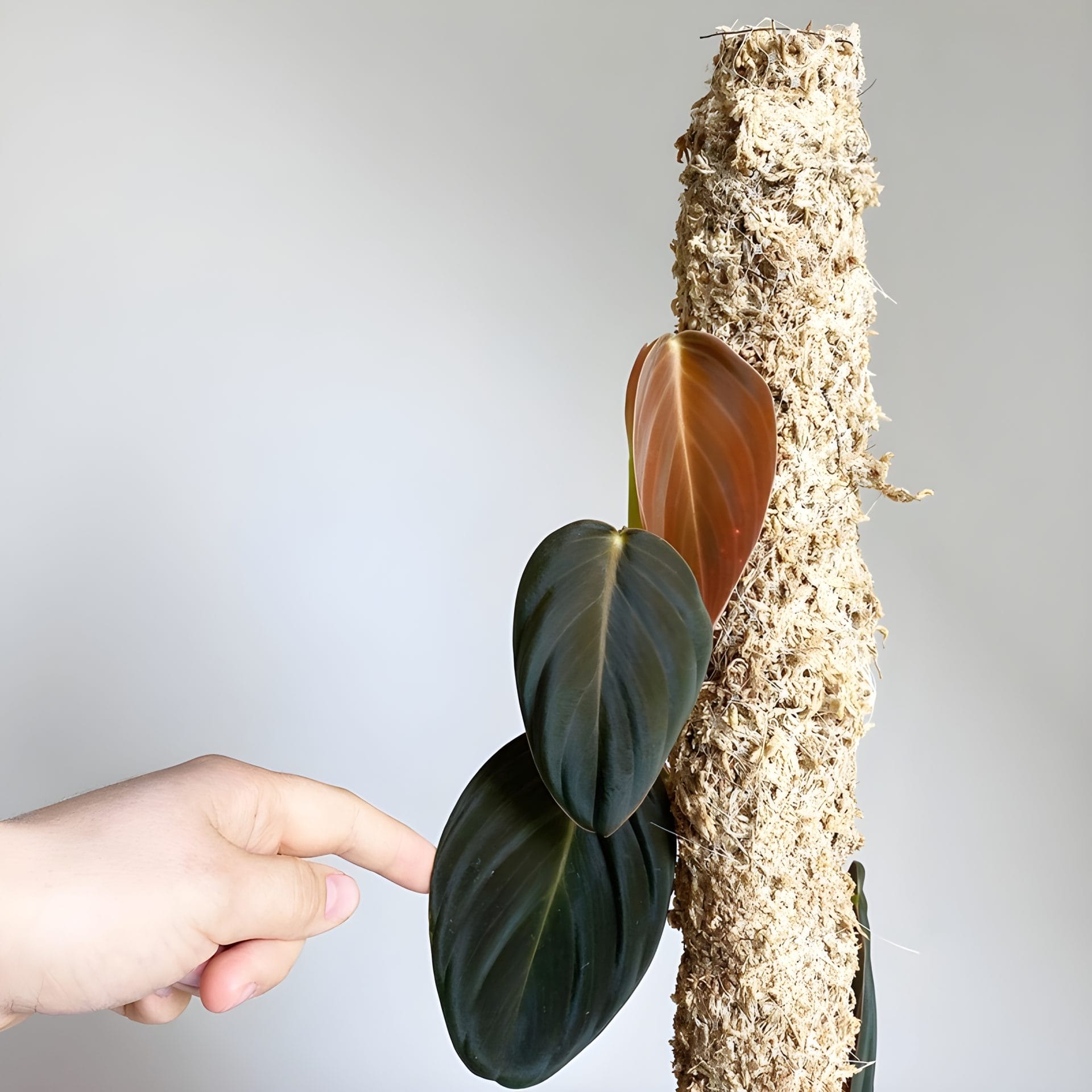 How to Use a Moss Pole - Beginners Guide